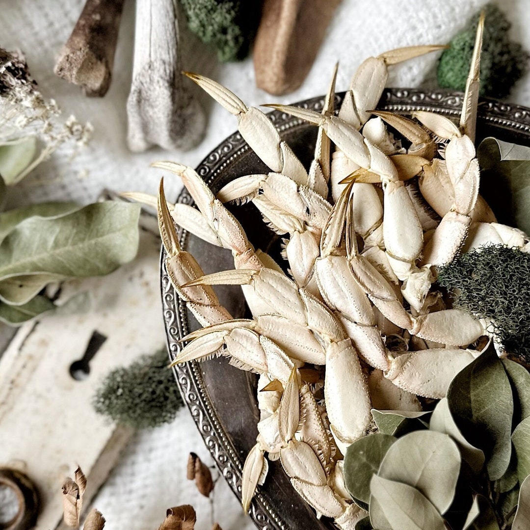 Small/medium Dungeness Crab Leg, Preserved Crab Leg, Natural History ...