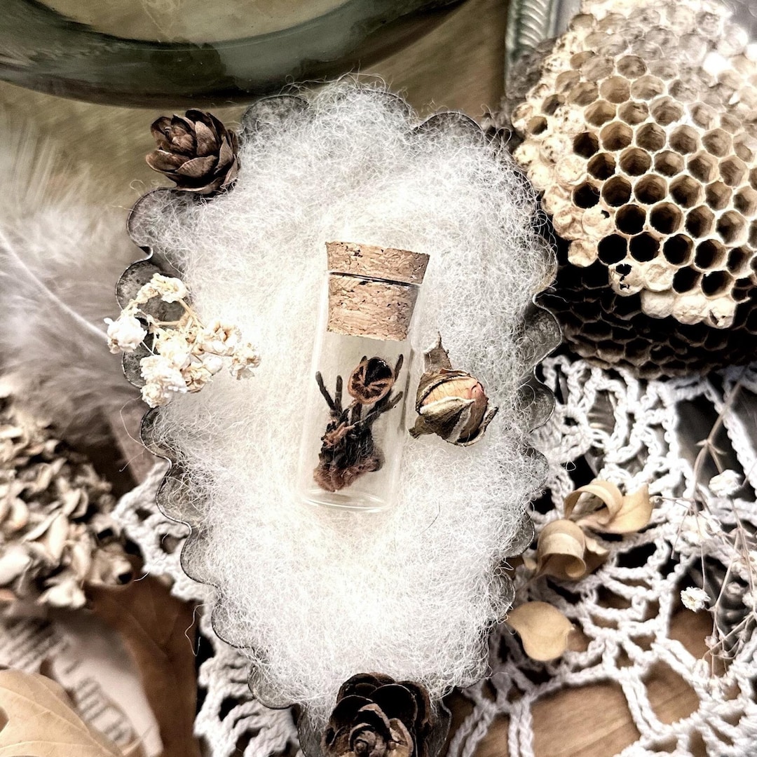 Real Tiny Colombian Dwarf Tiger Tarantula Molt in Glass Vial, Natural ...