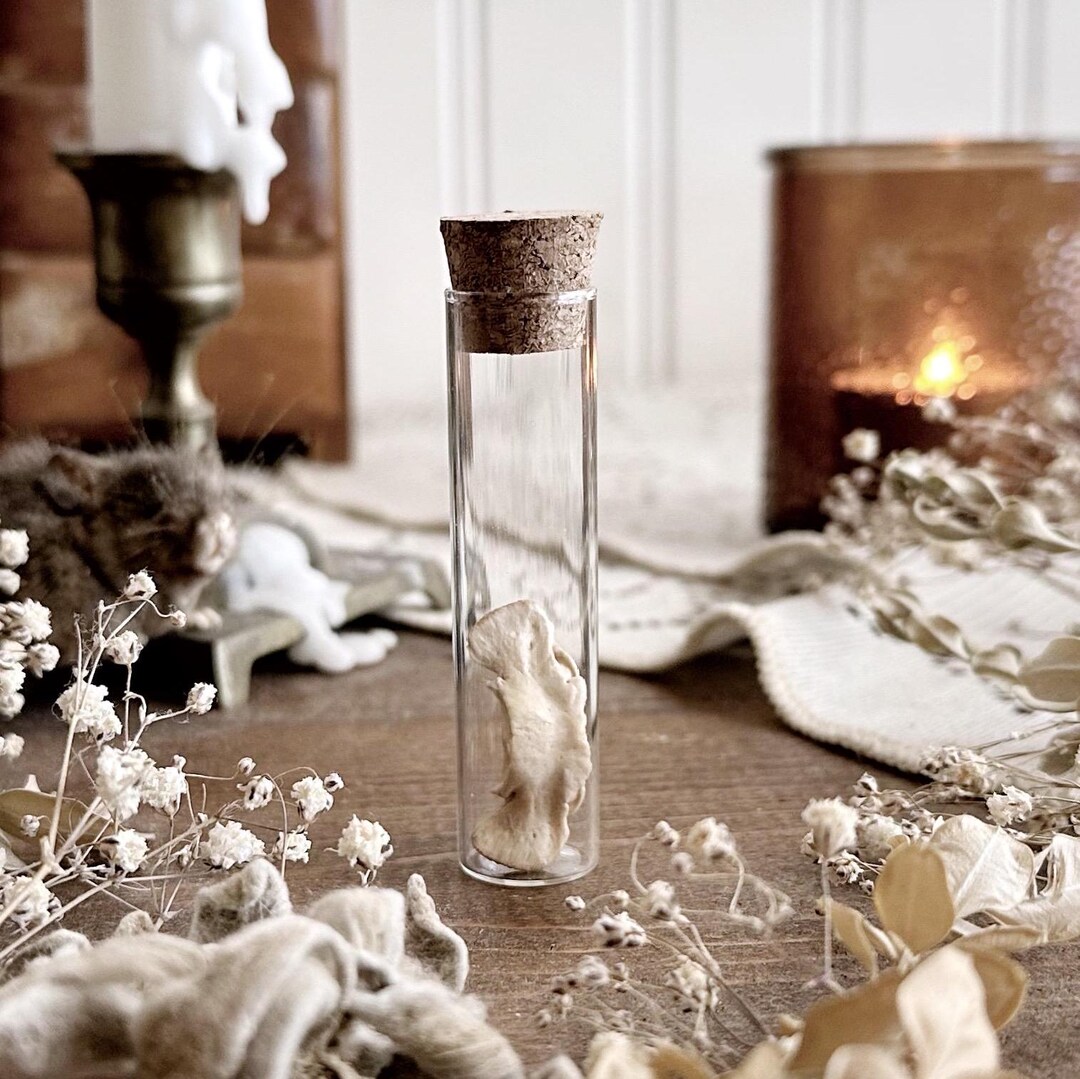 Real Skunk Atlas Vertebrae Bone in Glass Vial – No. 02, Skunk Taxidermy ...