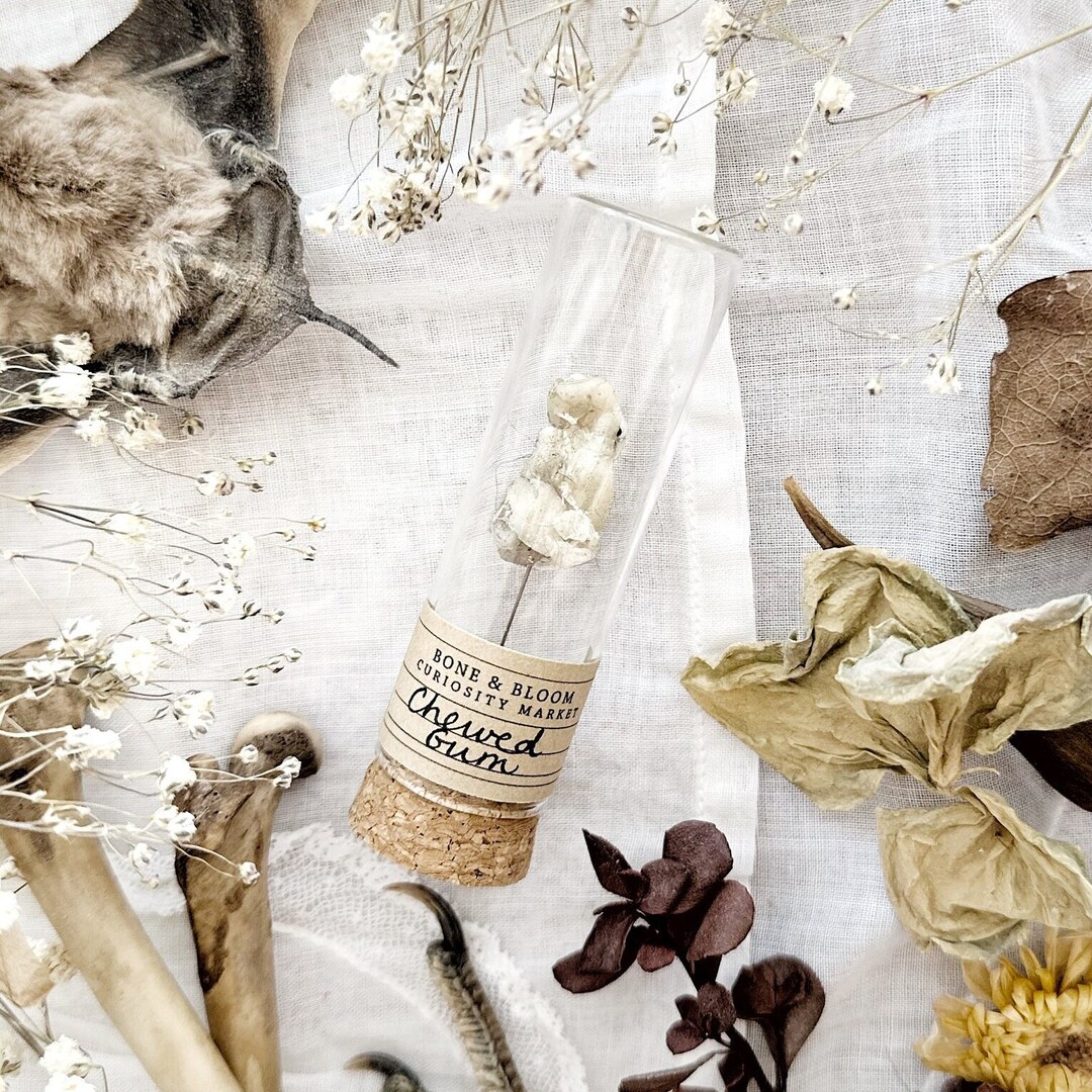 Real Chewed Gum Specimen in Glass Vial, Strange Decor, Weird Decor ...