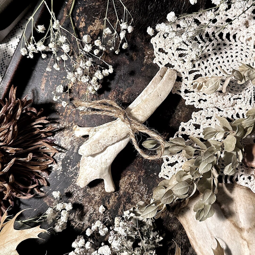 Rustic Emu Rib Bones, Real Emu Bone Pair, Bird Bones, Natural History ...