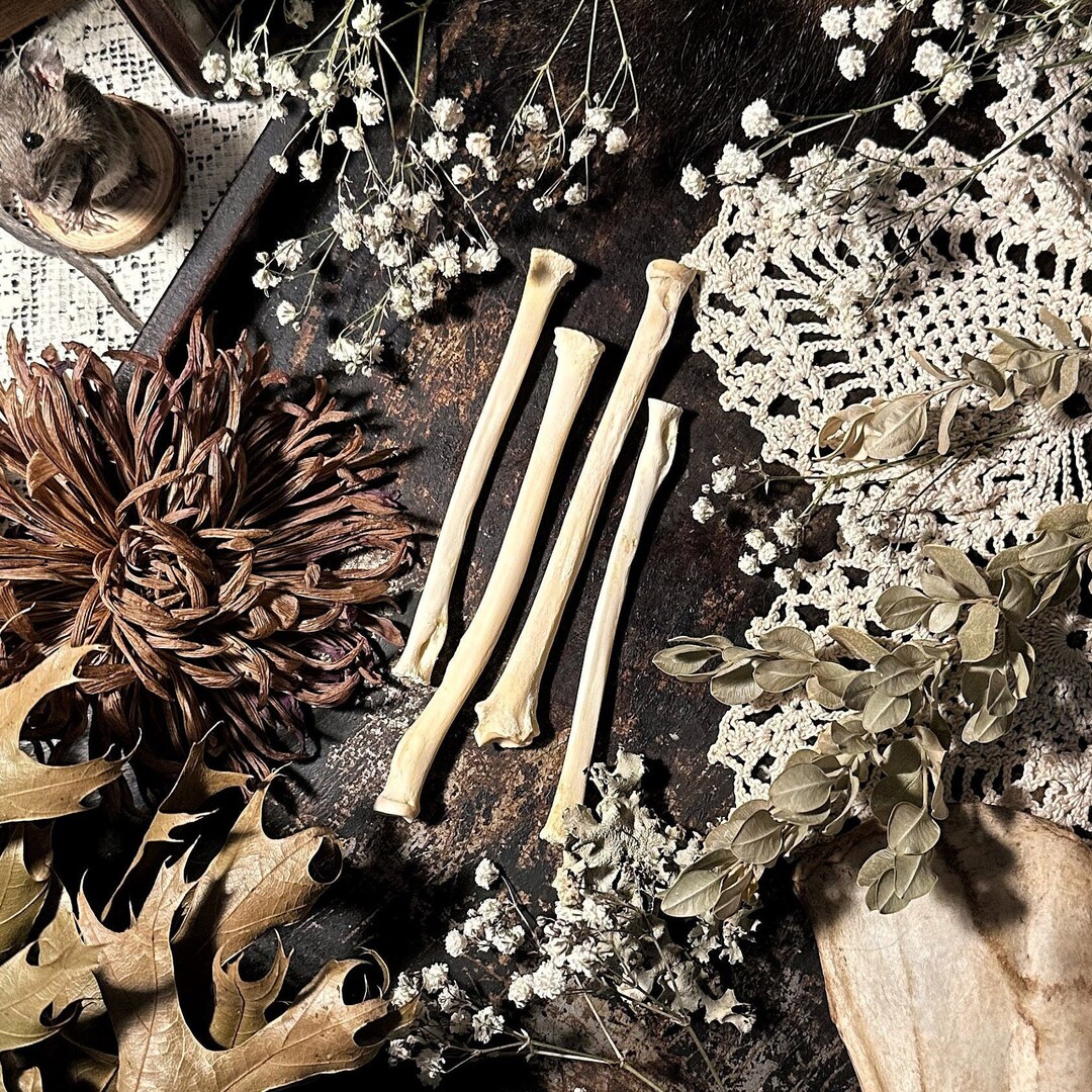 Real Raccoon Radius Bone – No. 02, Raccoon Bones, Animal Bones, Natural ...