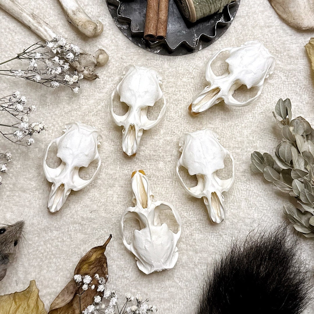 Real Muskrat Top Skull, Muskrat Bones, Natural History, Curiosity ...