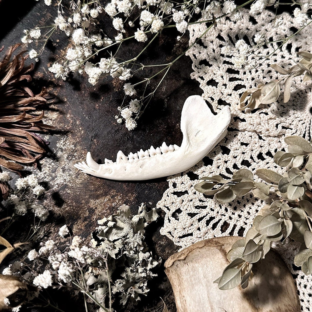 Real Opossum Jawbone No. 01, Opossum Bones, Natural History, Curiosity ...