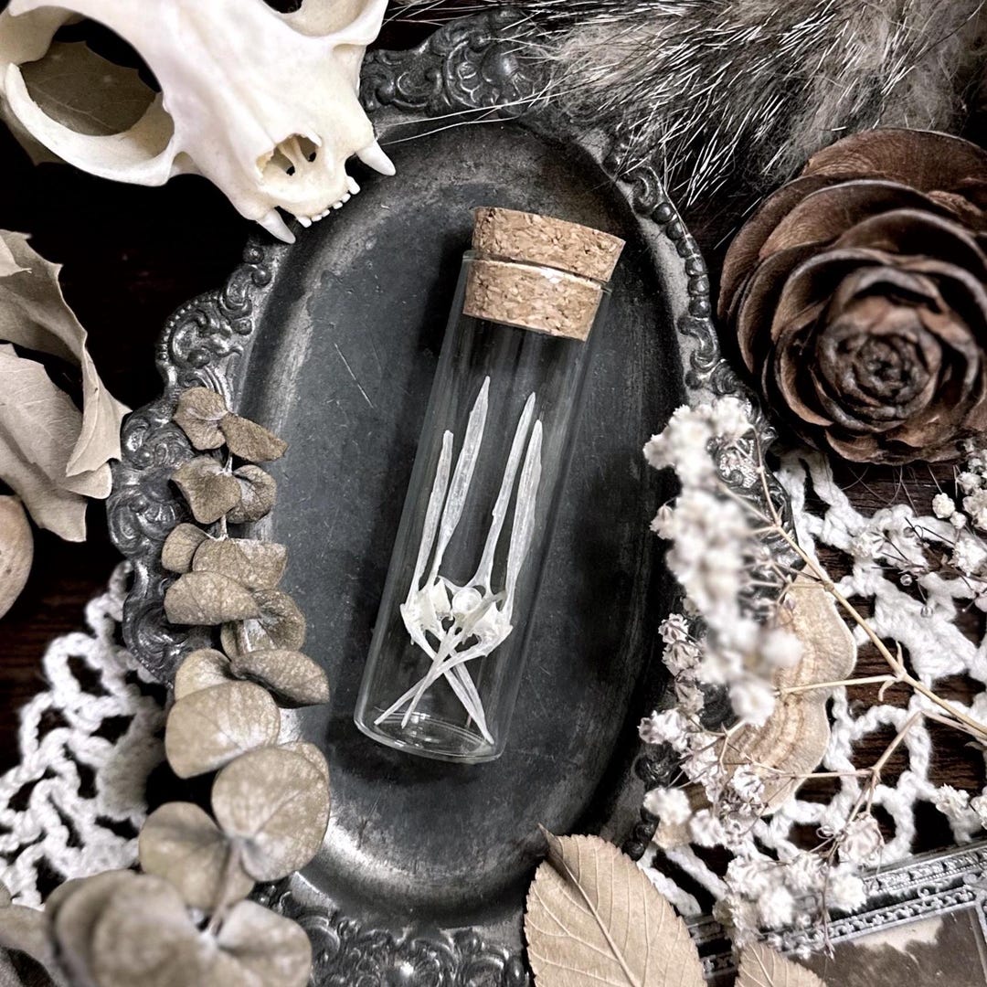 Real Fish Vertebrae Bones in Glass Vial – No. 02, Natural History ...