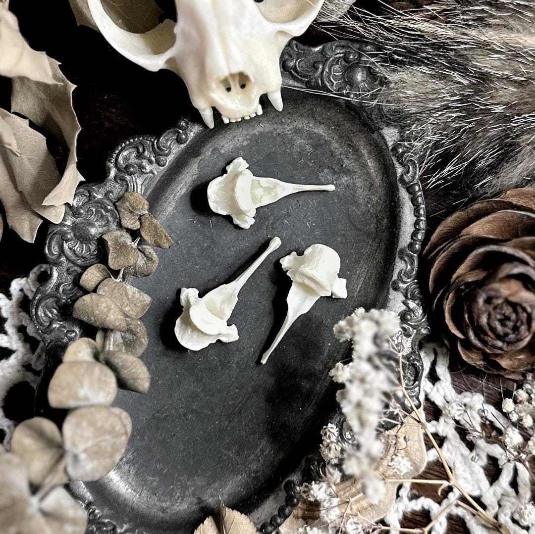 Set of 3 Real Fox Vertebrae Bones, Real Fox Bones Skeleton, Natural ...