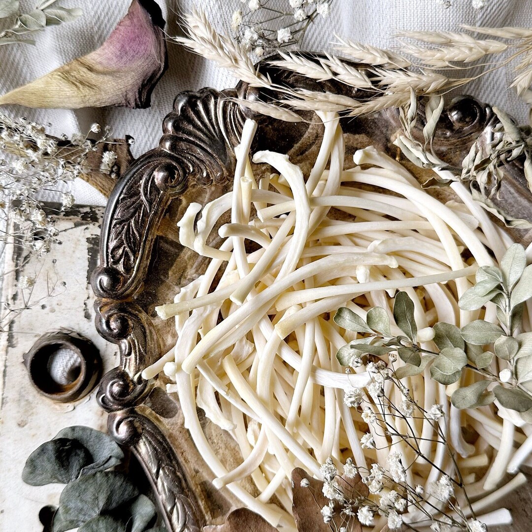 Real Medium Coyote Rib Bone No. 03, Real Coyote Bones, Curiosity ...