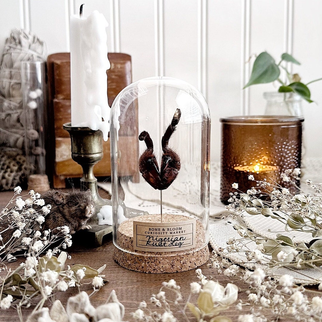 Large Nigerian Rust Leg Tarantula Fangs in Glass Dome, Real Tarantula ...