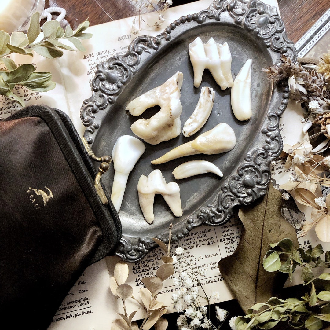 Rustic Tooth Collection in Vintage Coin Purse, Real Teeth Collection ...