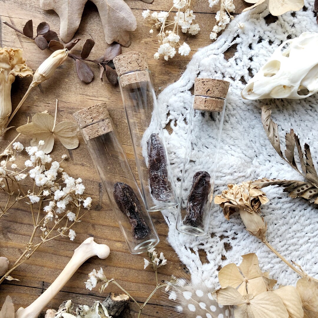 Real Mummified Rabbit Tongue in Glass Vial, Natural History, Curiosity ...