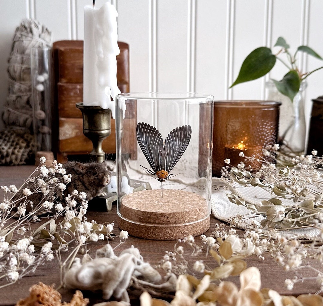 Real Preserved Moth in Glass Vial – No. 21, Moth Decor, Natural History ...