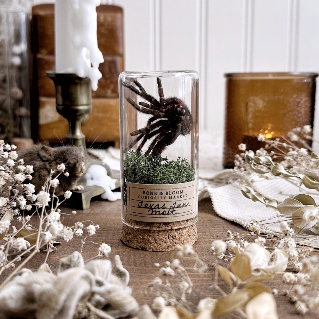 Real Texas Tan Tarantula Molt in Glass Vial No. 01, Natural History ...