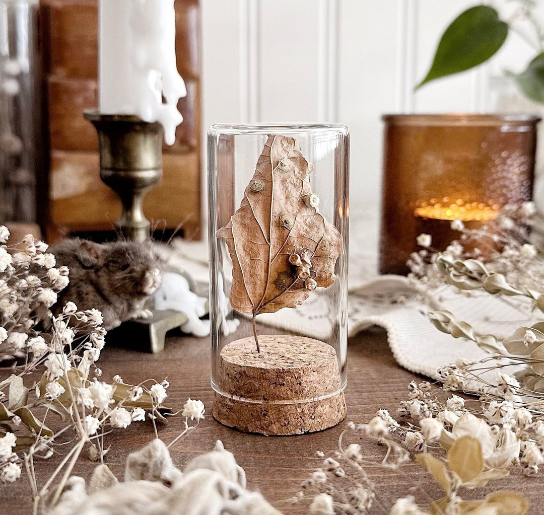 Oak Spangle Galls on Dried Leaf in Glass Vial, Dried Botanicals ...