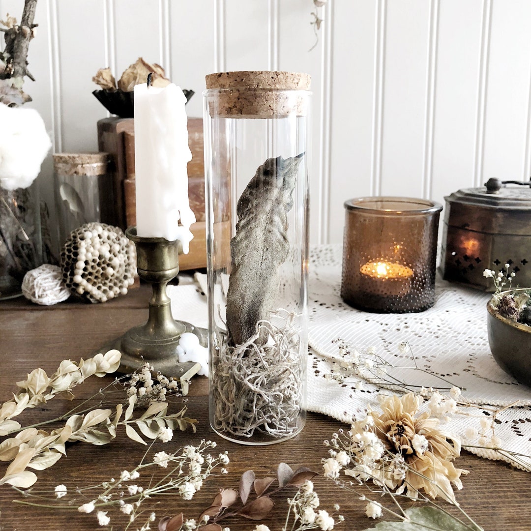 Real Mummified Coyote Tongue in Glass Vial No. 04, Real Dried Tongue ...