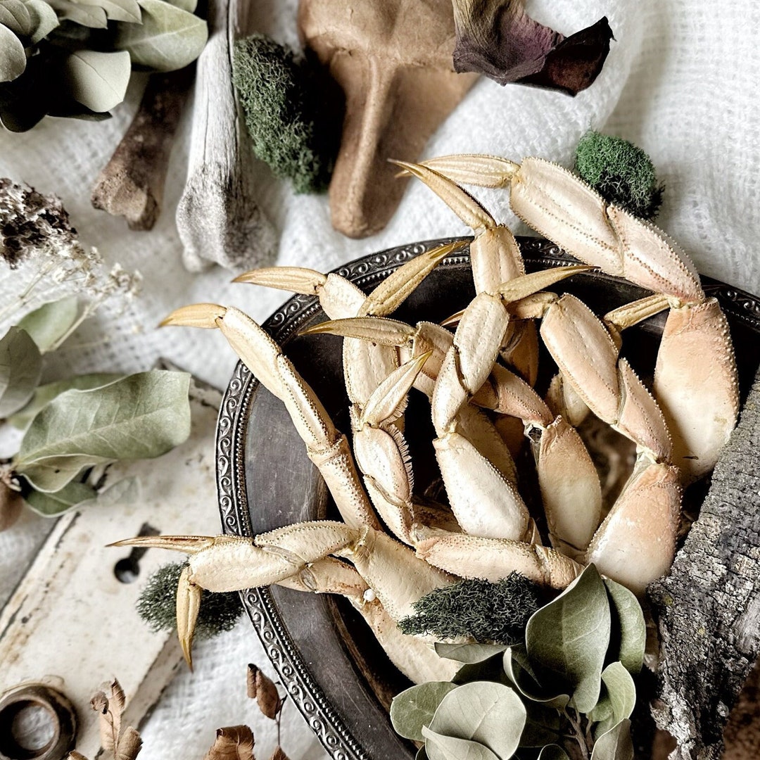 One Large Wild Foraged Dungeness Crab Leg, Preserved Crab Leg, Crab ...