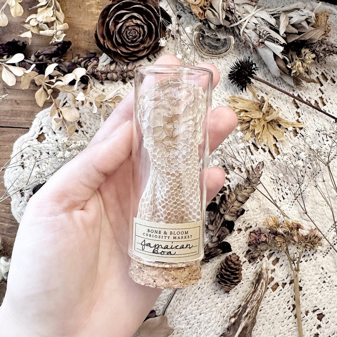 Jamaican Boa Snake Mask in Glass Vial, Real Snake Shed, Snake Decor ...