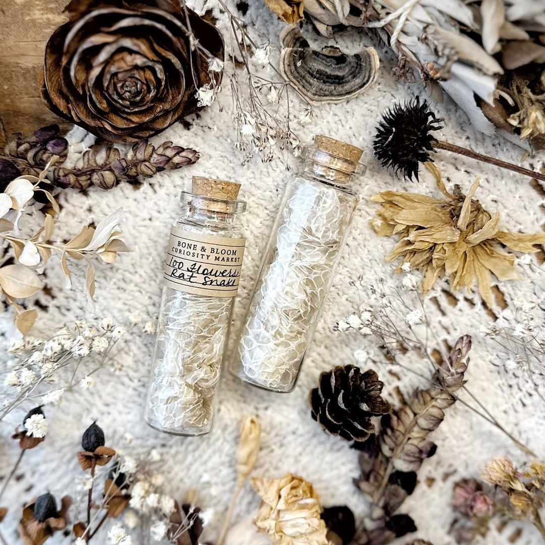 100 Flowers Rat Snake Skin in Glass Vial, Real Snake Shed, Snake Decor ...