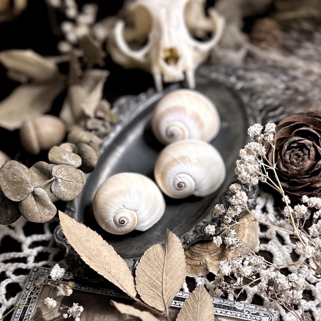 3 Moon Shells, Natural History, Real Seashells, Shark Eye Shells, Ocean ...