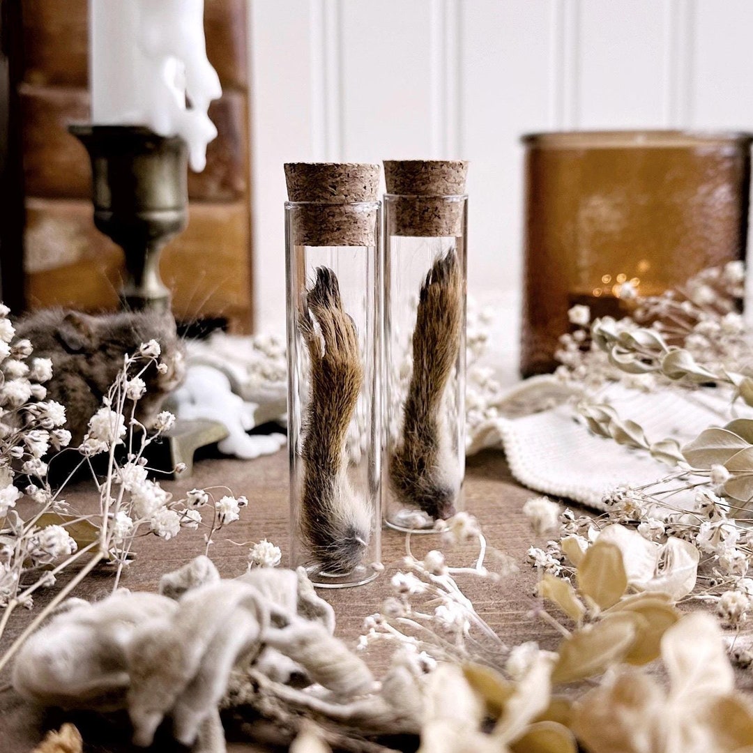 Real Mummified Squirrel Foot in Glass Vial, Natural History, Curiosity ...