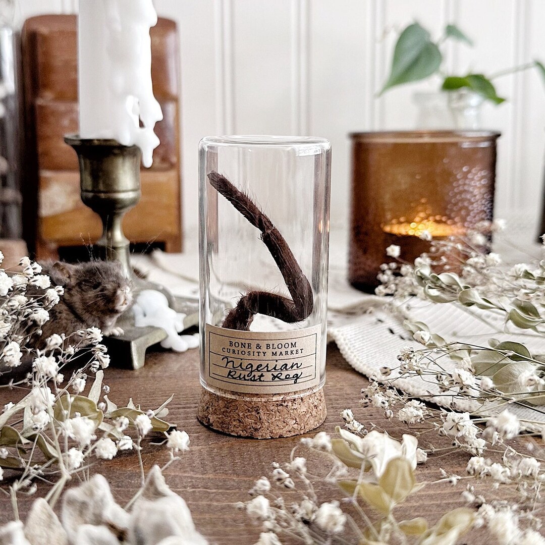 Nigerian Rust Leg Tarantula Leg in Glass Vial – No. 01, Natural History ...