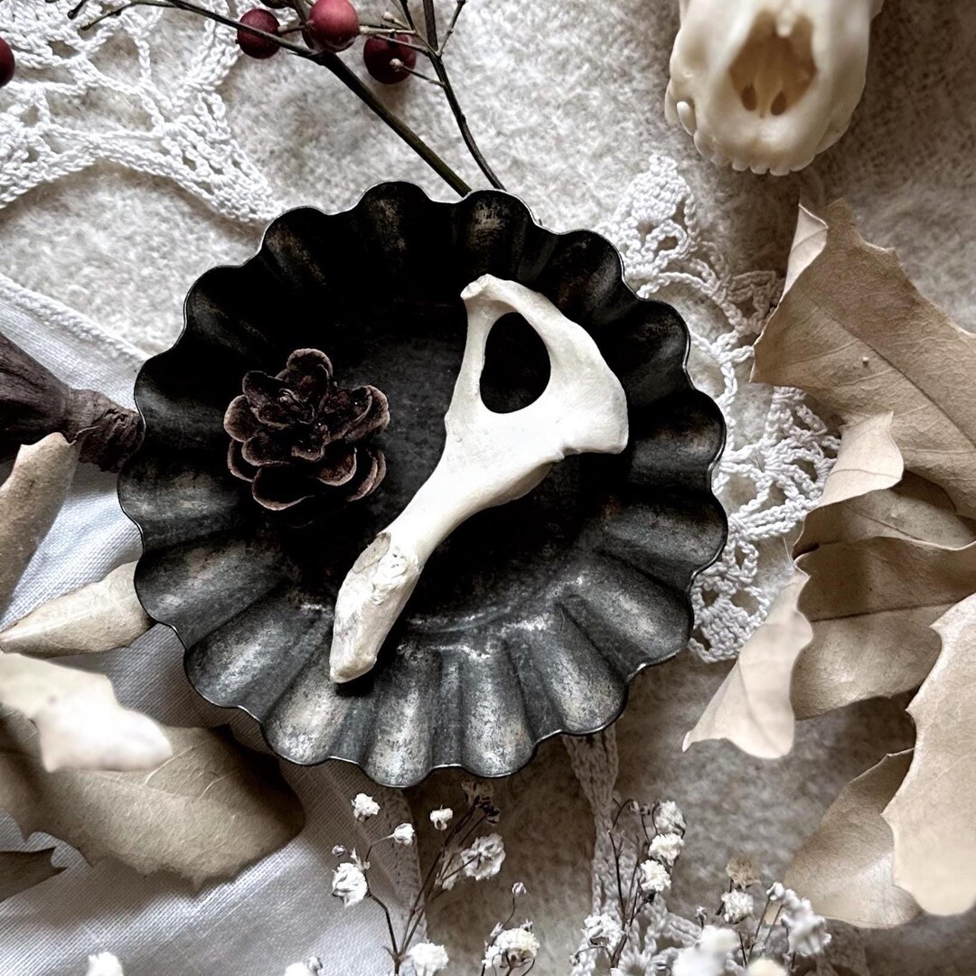 Real Skunk Pelvic Bone – No. 01, Real Skunk Bones, Skunk Taxidermy ...