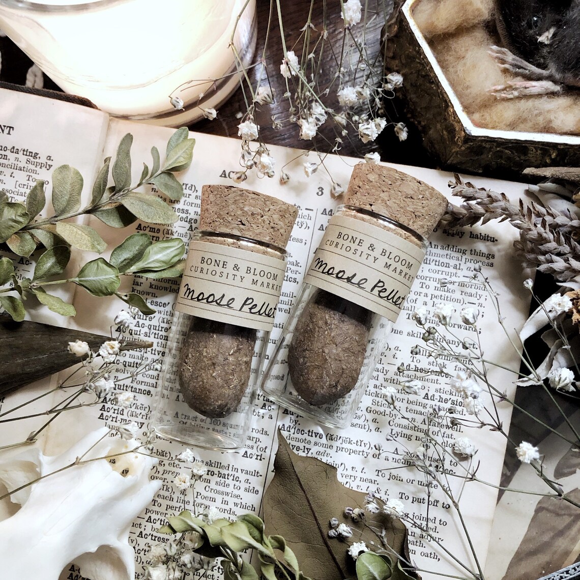 Real Moose Pellet in Glass Vial Moose Poop Animal Dung - Etsy
