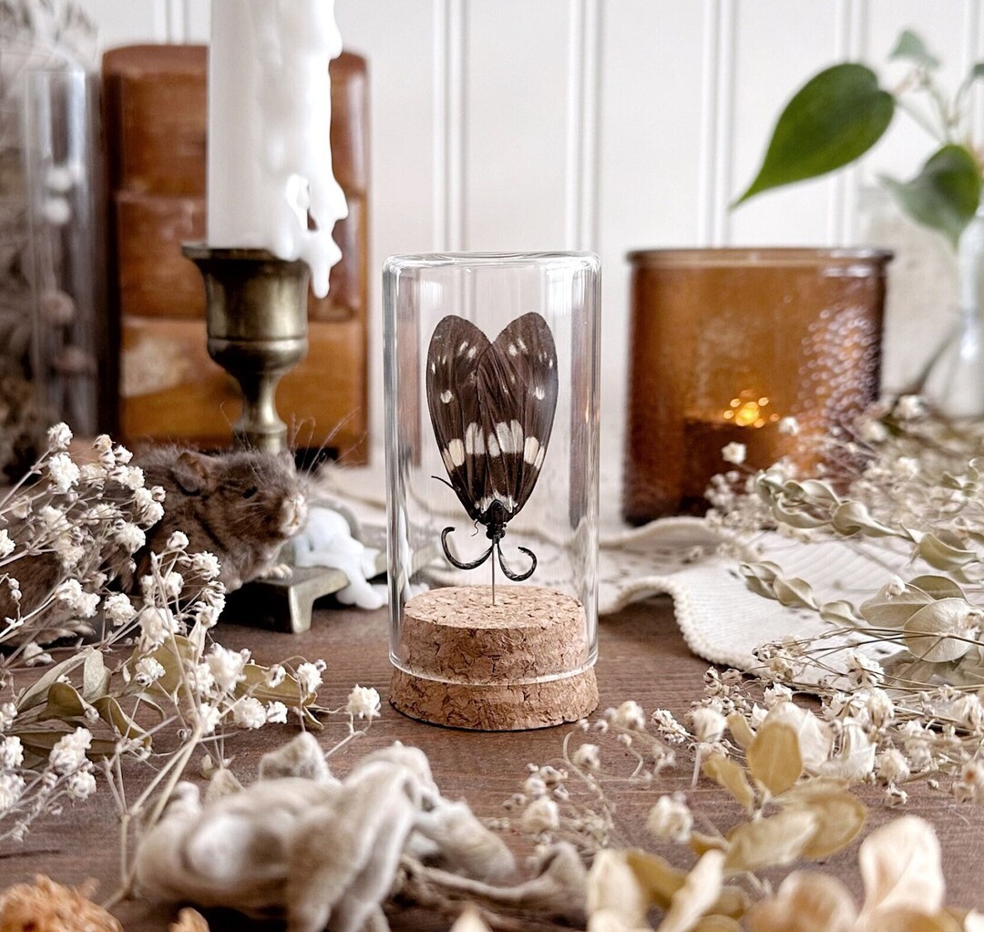Real Preserved Moth in Glass Vial – No. 06, Moth Decor, Natural History ...
