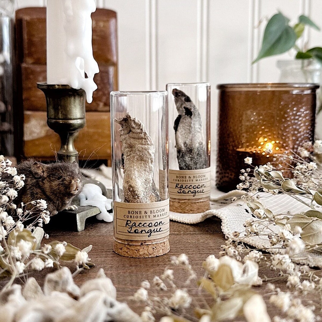 Mummified Raccoon Tongue in Glass Vial – No. 05, Real Dried Tongue ...