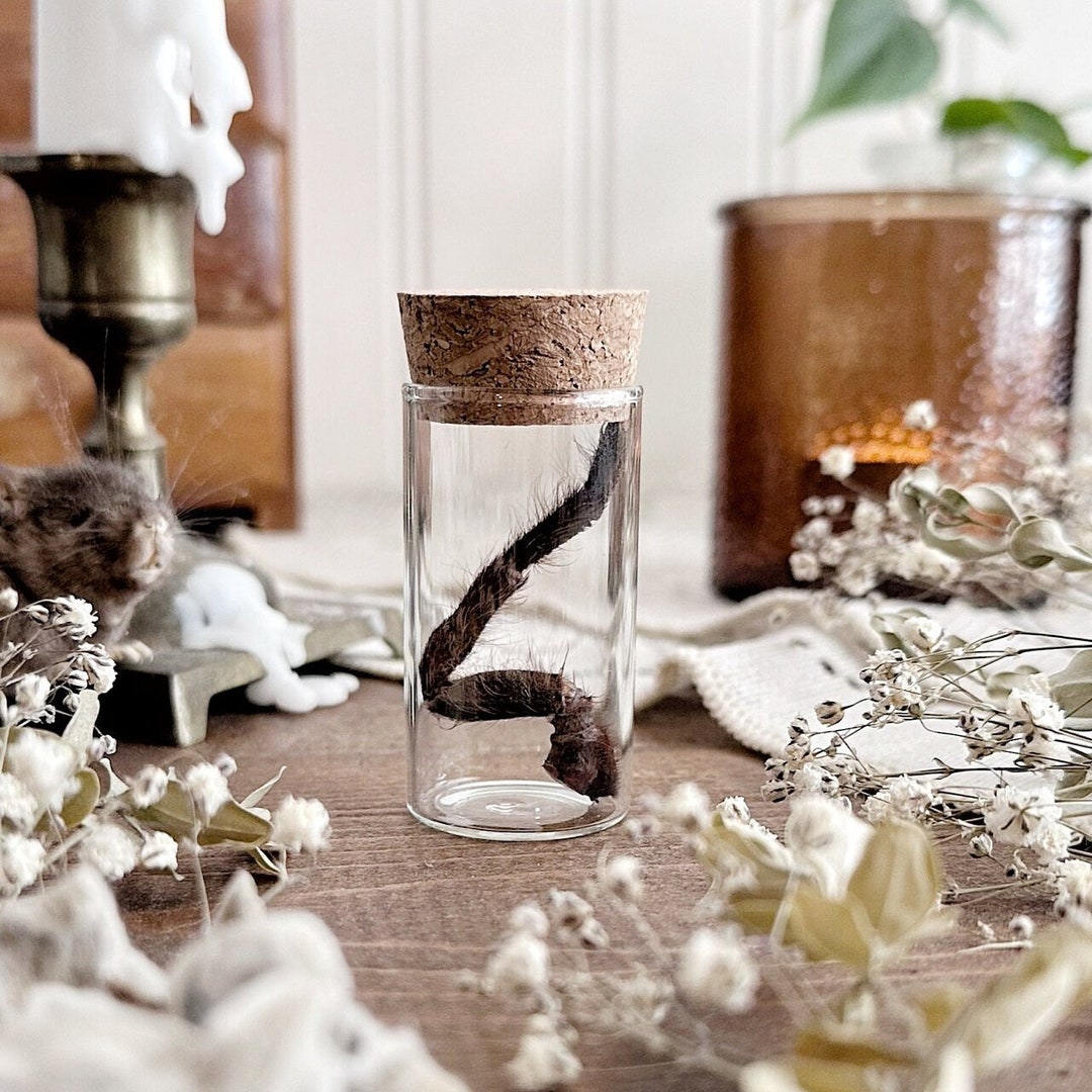 Nigerian Rust Leg Tarantula Leg in Glass Vial No. 06, Natural History ...