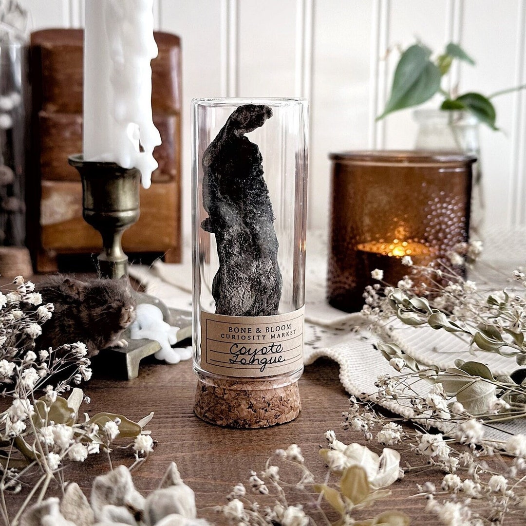 Real Mummified Coyote Tongue in Glass Vial – No. 02, Real Dried Tongue ...