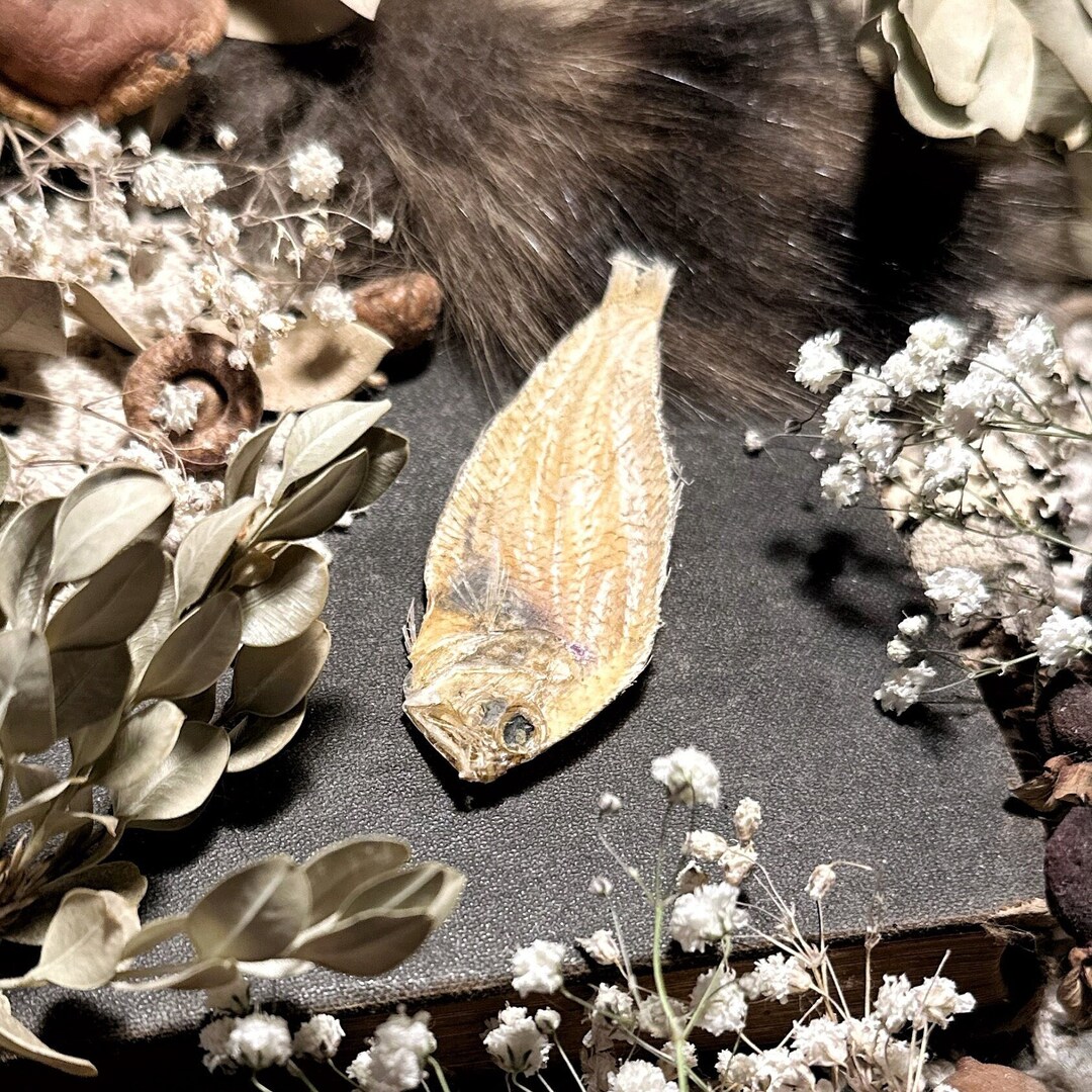 Real Mummified Fish, Dried Fish, Natural History, Ocean Decor, Beach ...