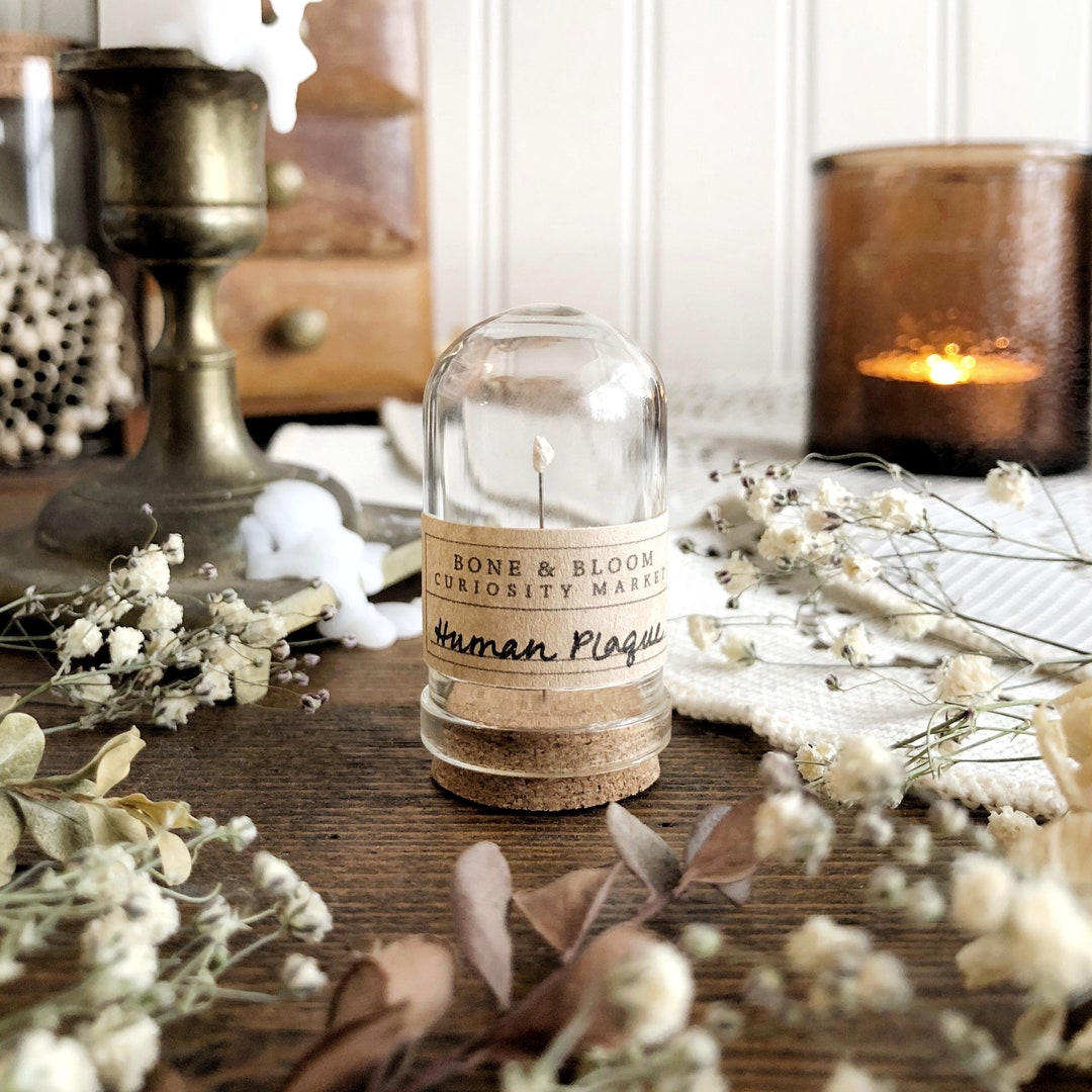 Real Human Plaque Specimen in Glass Dome, Natural History, Curiosity ...