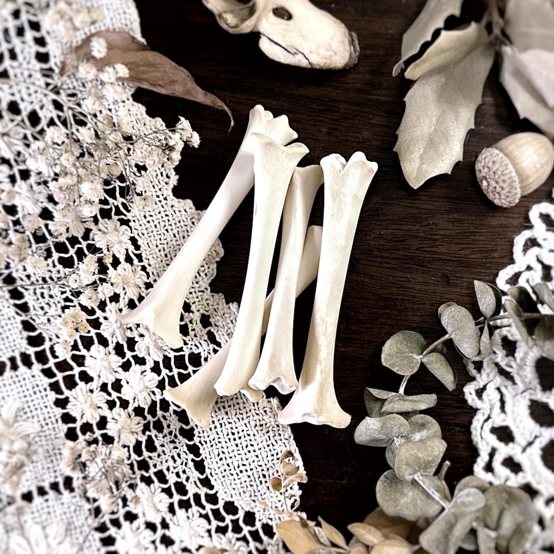 Real Baby Goat Leg Bone, Baby Goat Bones, Goat Skeleton, Natural ...