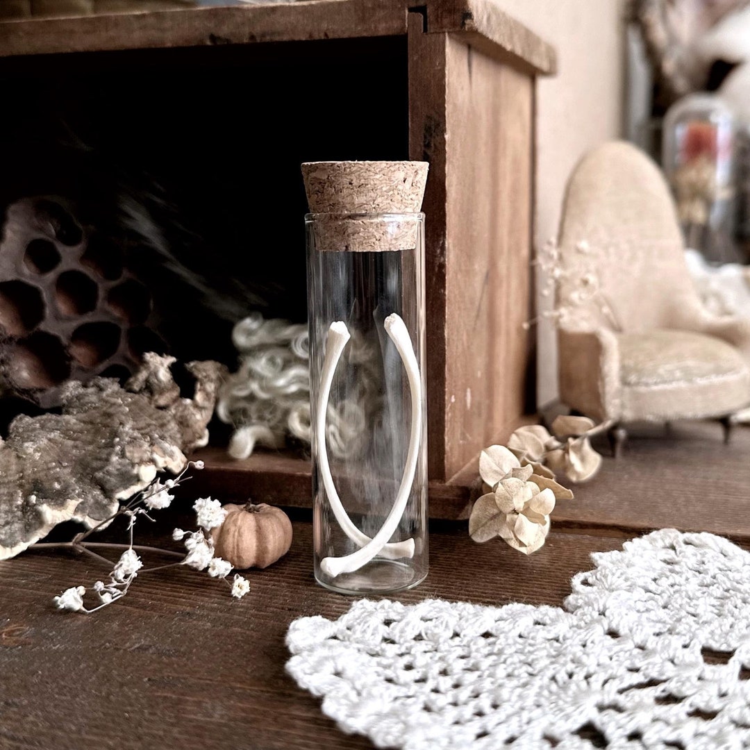 Real Fetal Pig Rib Bones in Glass Vial – No. 01, Real Pig Bones, Pig ...