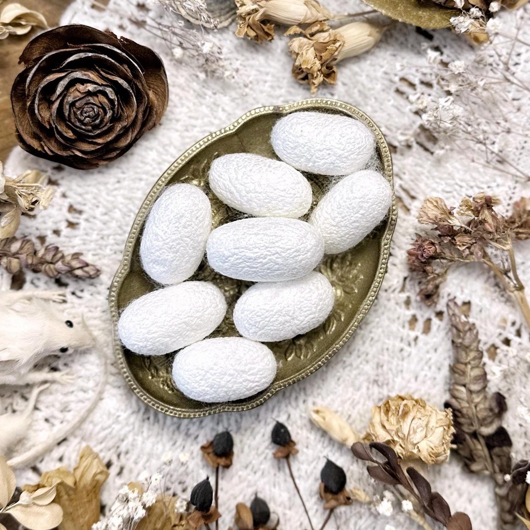 Large Silk Worm Cocoon, Real Insect Cocoon, Non-living, Natural History ...