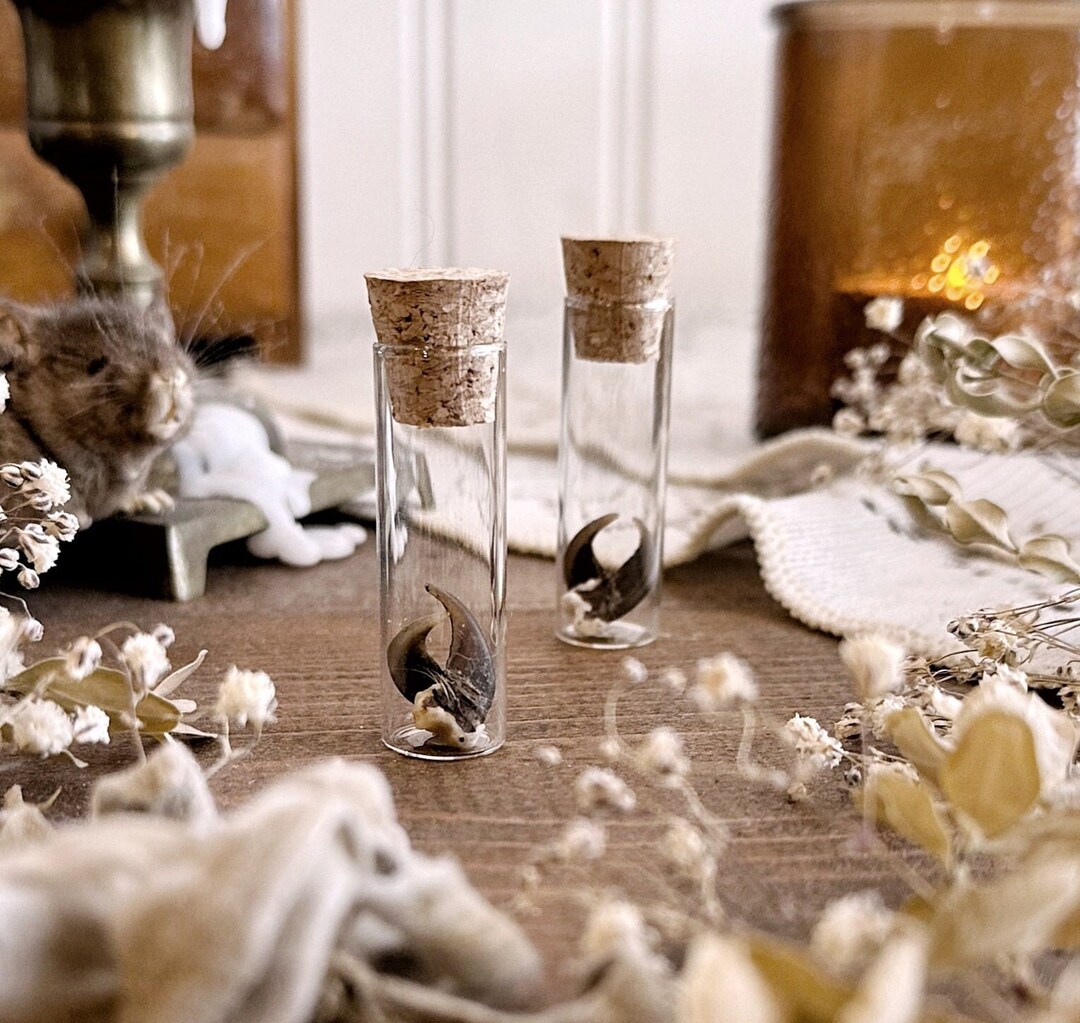 Real Raccoon Claws in Glass Vial, Raccoon Decor, Natural History ...