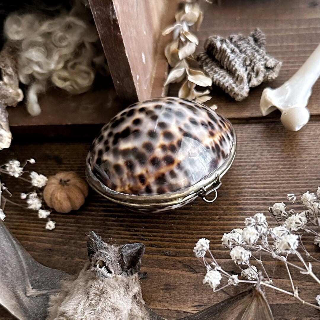 Vintage Hinged Seashell Trinket Box, Antique Gift Box, Natural History ...