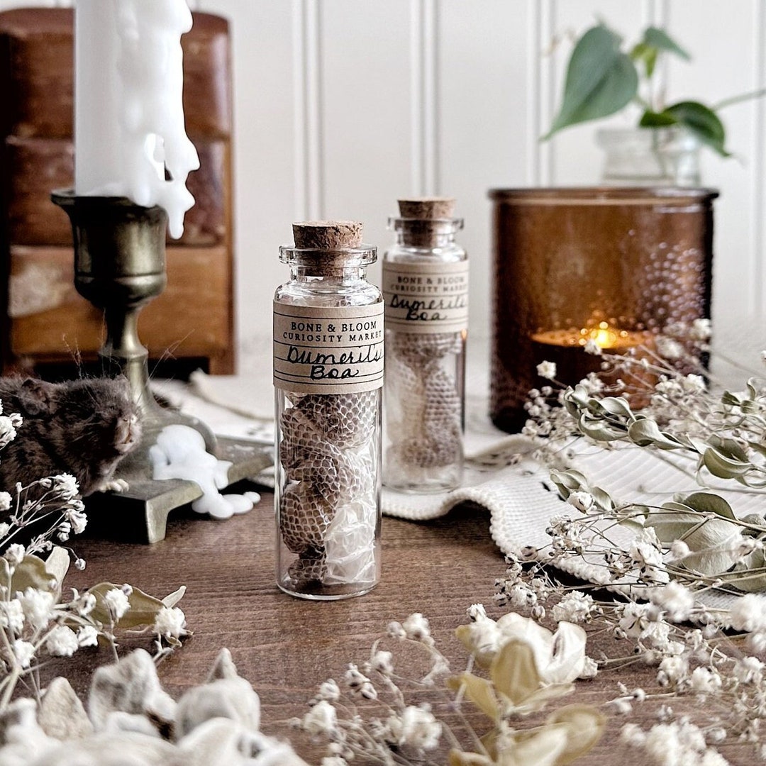 Dumerils Boa Snake Skin in Glass Vial Real Snake Shed Snake - Etsy