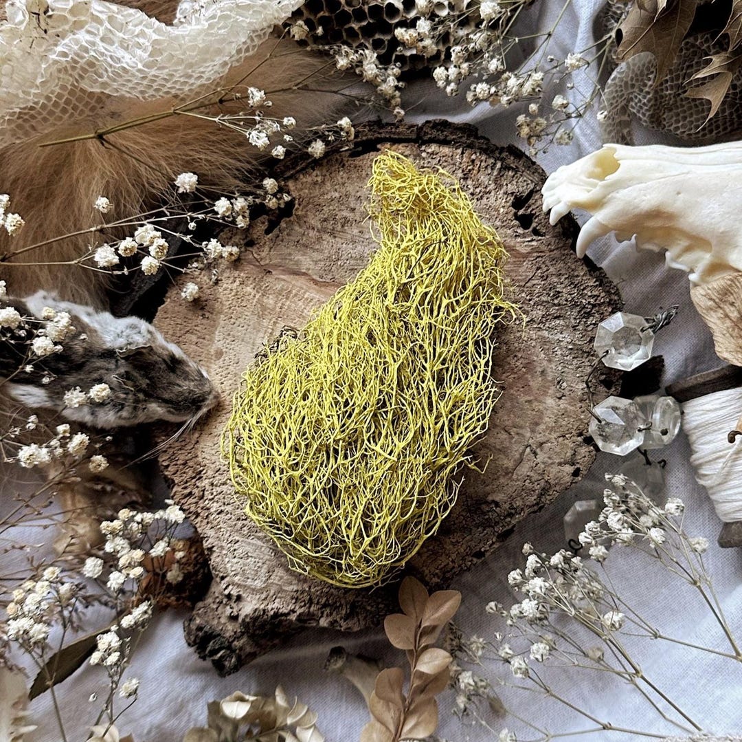 Dried Teardrop Shaped Lichen, Preserved Lichen, Dried Moss Specimen ...