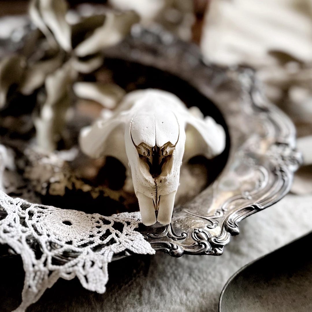 Real Beaver Top Skull, Real Beaver Bones, Beaver Decor, Natural History ...