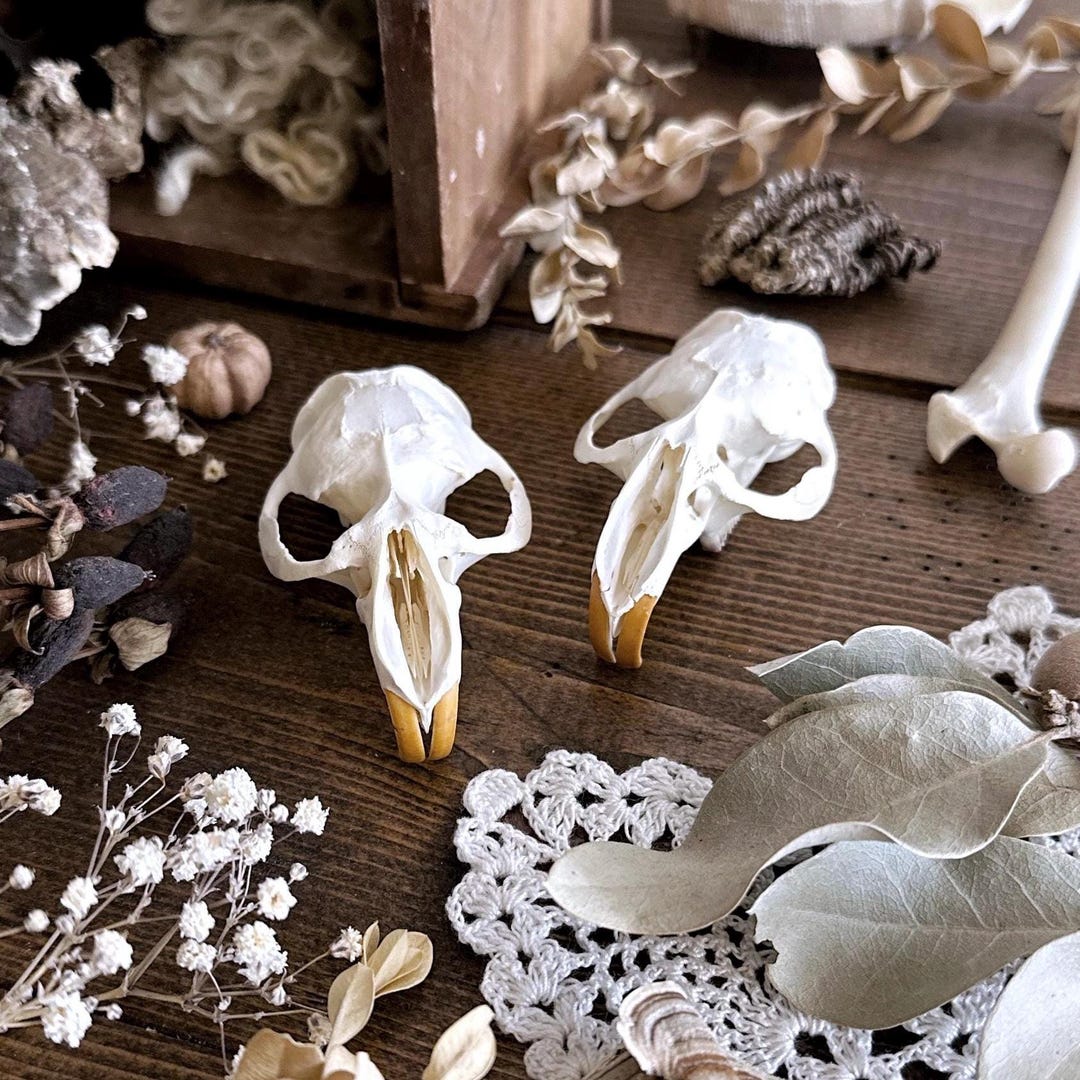 Real Muskrat Top Skull, Muskrat Bones, Natural History, Curiosity ...