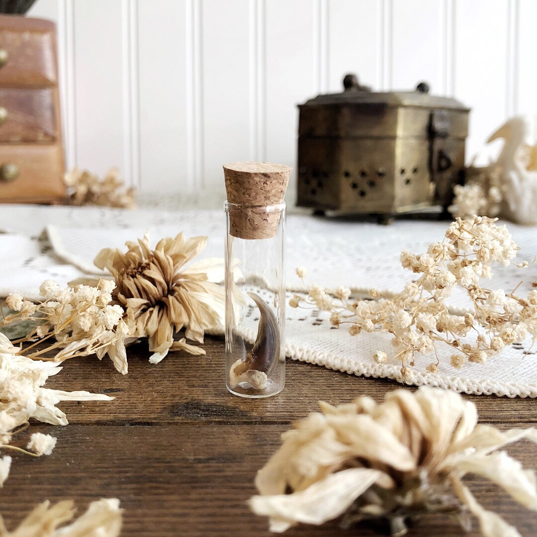 Real Fox Claw in Glass Vial, Natural History, Curiosity, Oddity, Real ...