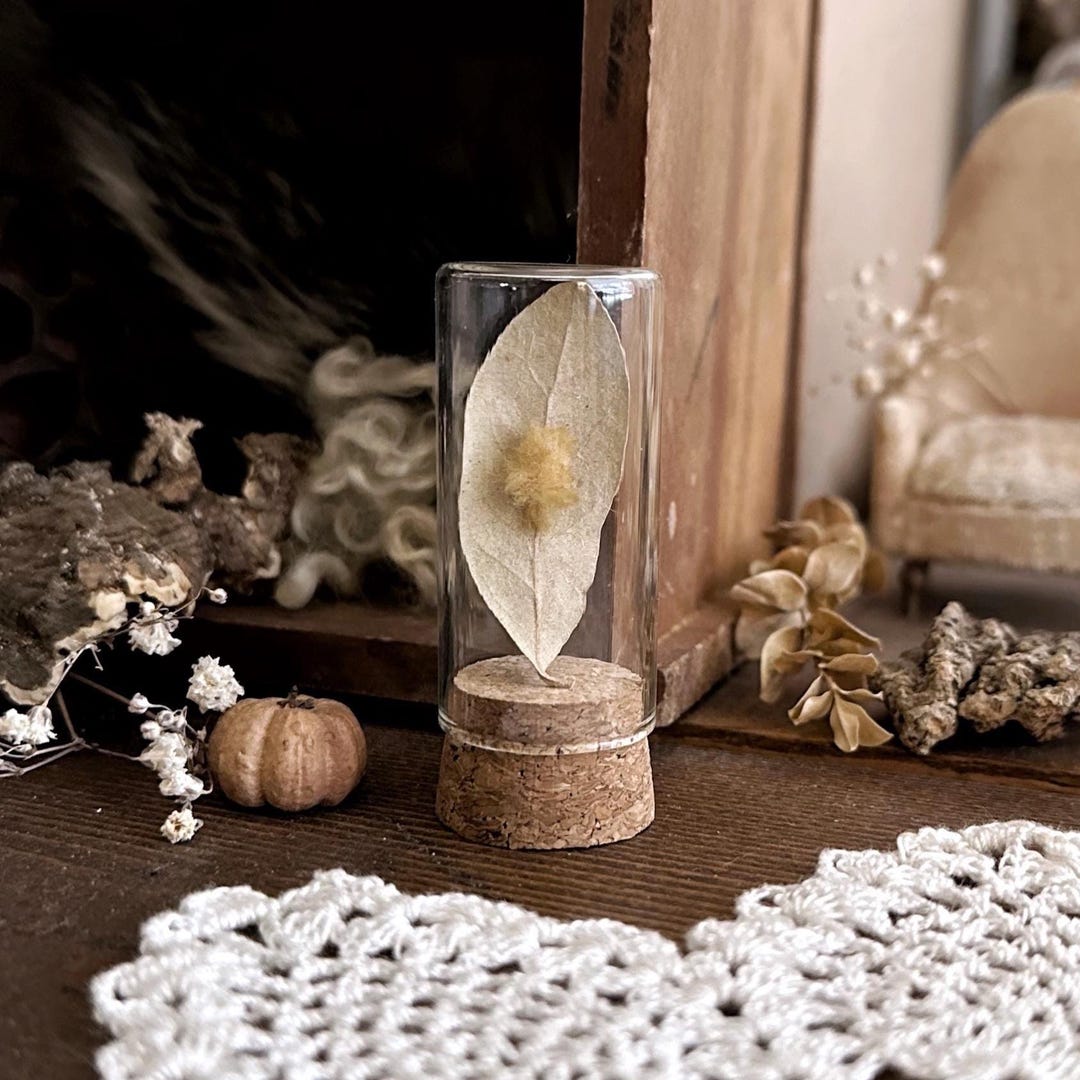 Petite Fuzzy Oak Gall on Dried Leaf in Glass Vial – No. 09, Dried ...