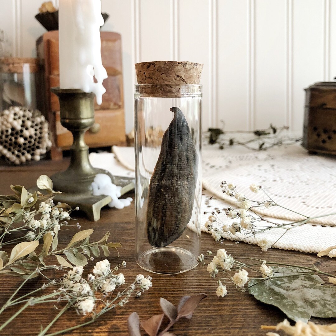 Real Bull Leech in Glass Vial No. 04 Dried Leech Natural - Etsy