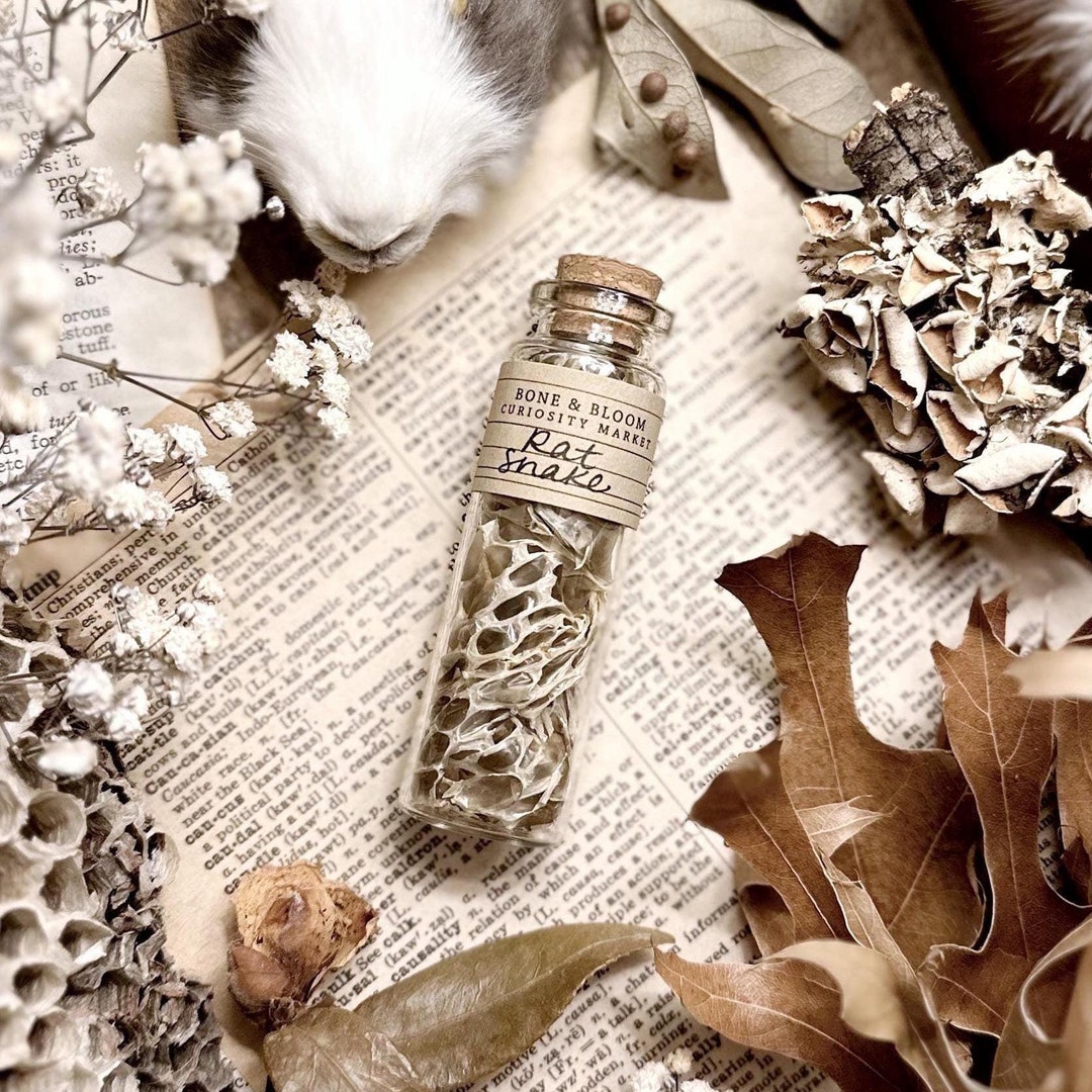 Rat Snake Skin in Glass Vial, Real Snake Shed, Snake Decor, Natural ...