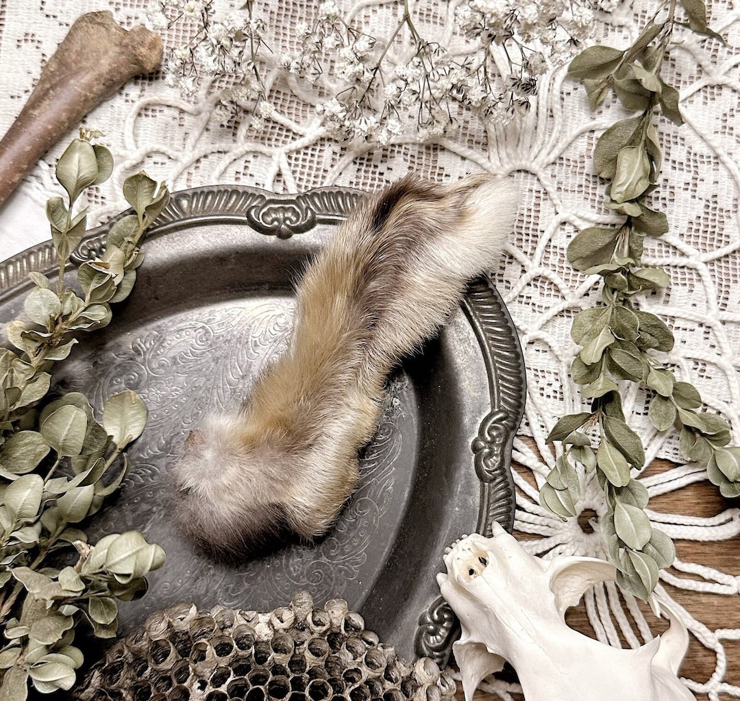 Brown Rabbit Foot No. 03, Rabbit Taxidermy, Rabbit Decor, Curiosity ...