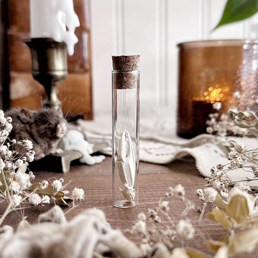 Petite Crab Claw in Glass Vial No. 26, Preserved Crab Claw, Natural ...