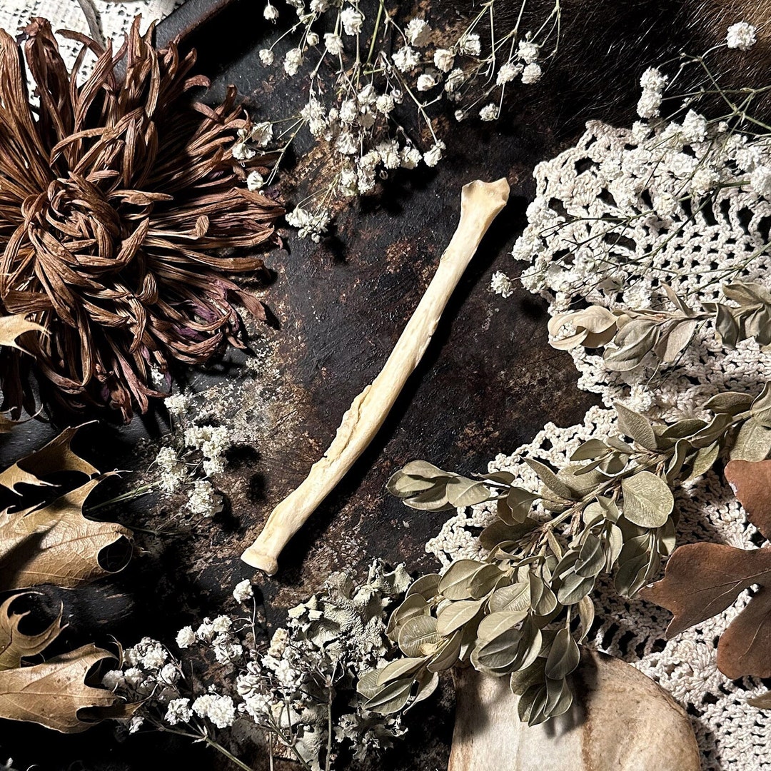 Real Pathological Raccoon Radius Bone, Raccoon Decor, Natural History ...