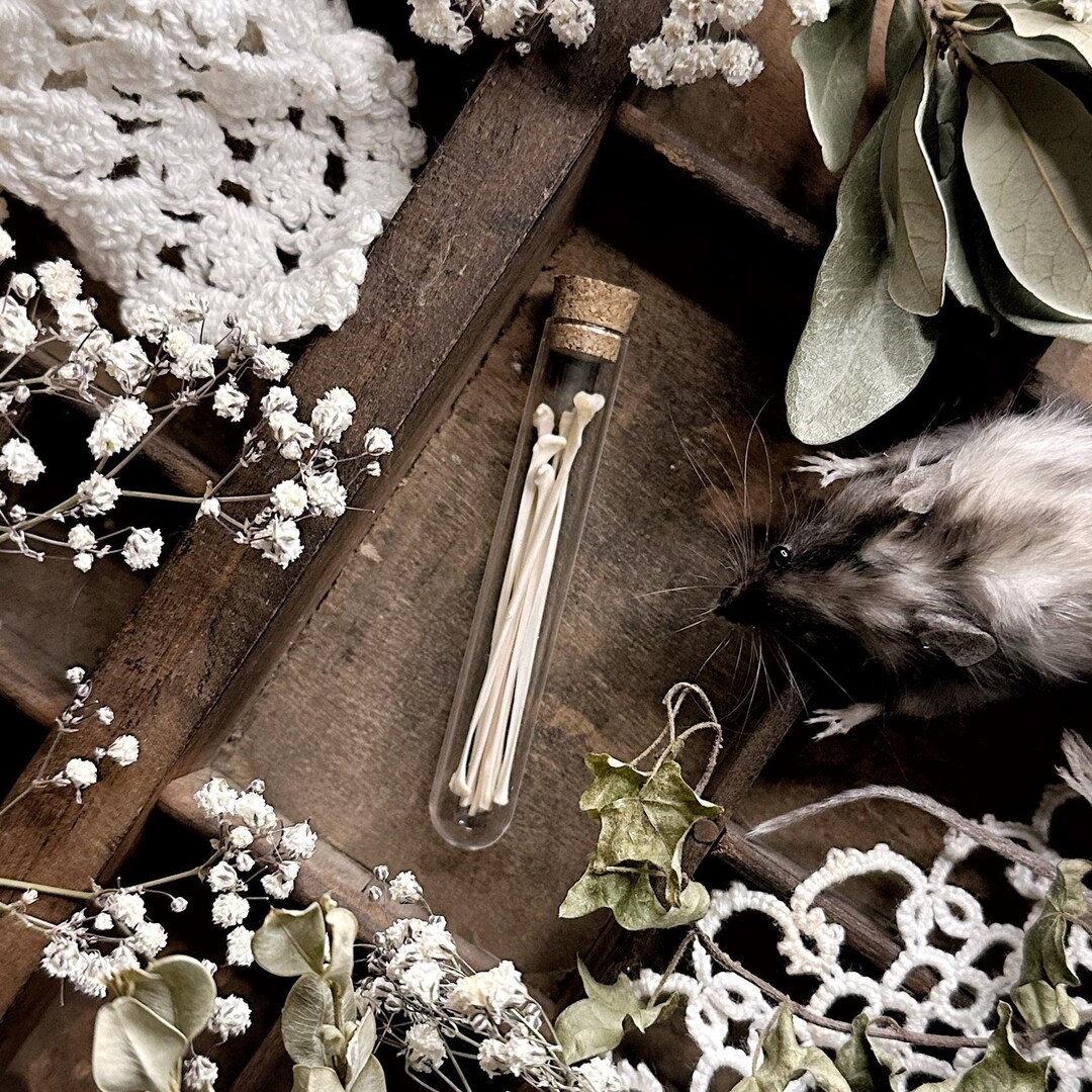 Real Squirrel Fibula Bones in Glass Vial No. 02, Squirrel Bones ...