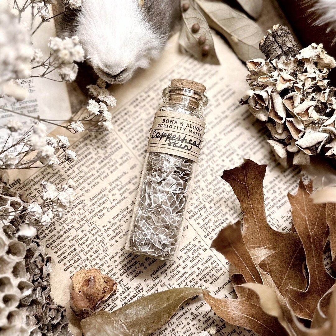 Copperhead Snake Skin in Glass Vial, Venomous Snake Shed, Exotic Snake ...